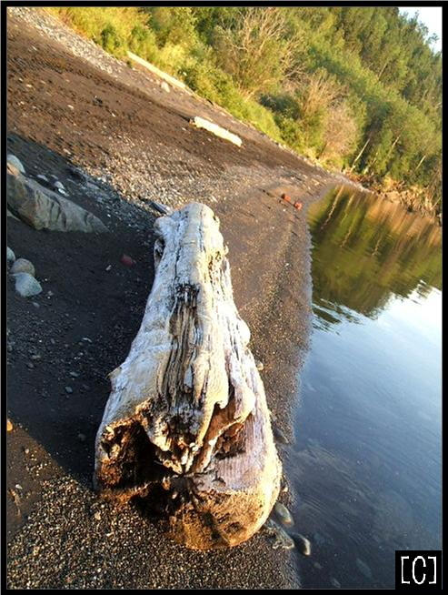 Washed Ashore by just-some-vanish on DeviantArt