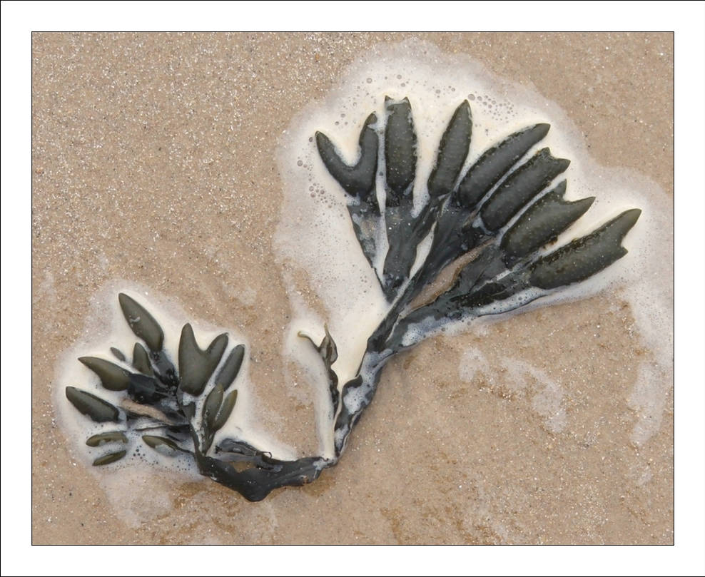 Seaweed and... foam by IDeviant on DeviantArt