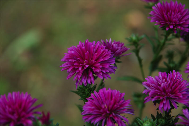 Syysasteri by boheemi on DeviantArt