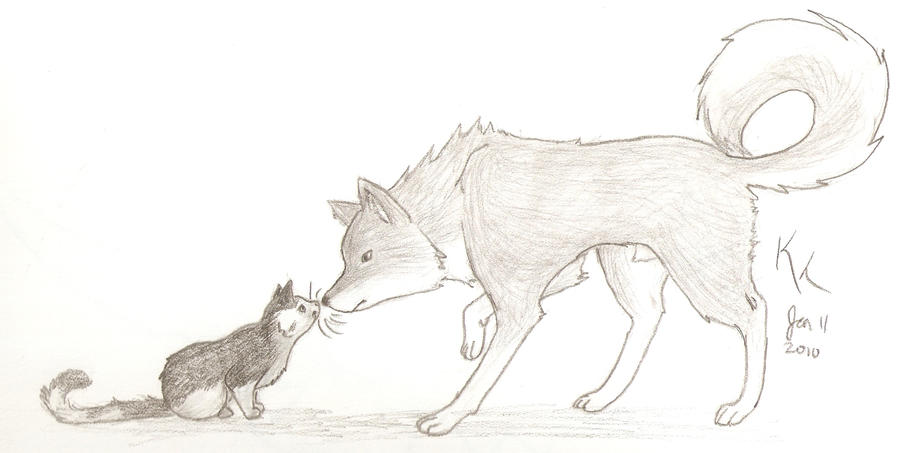 Cat And Wolf By X Littleone X On Deviantart