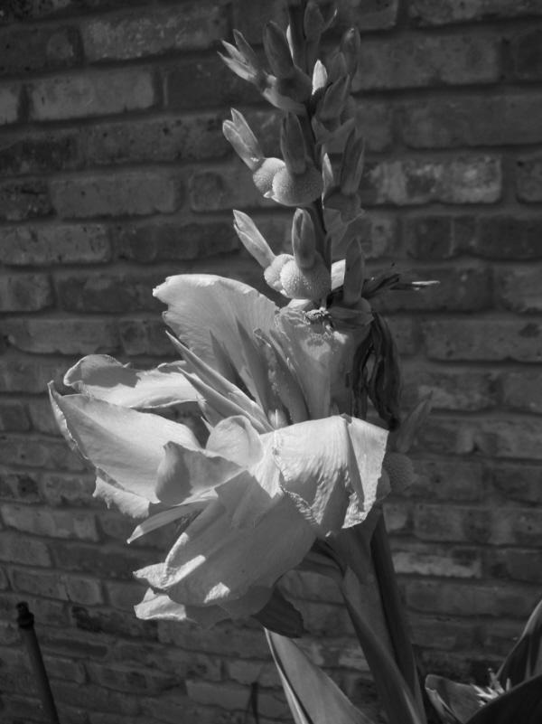 - BnW flower - by ToesInMySock3 on DeviantArt