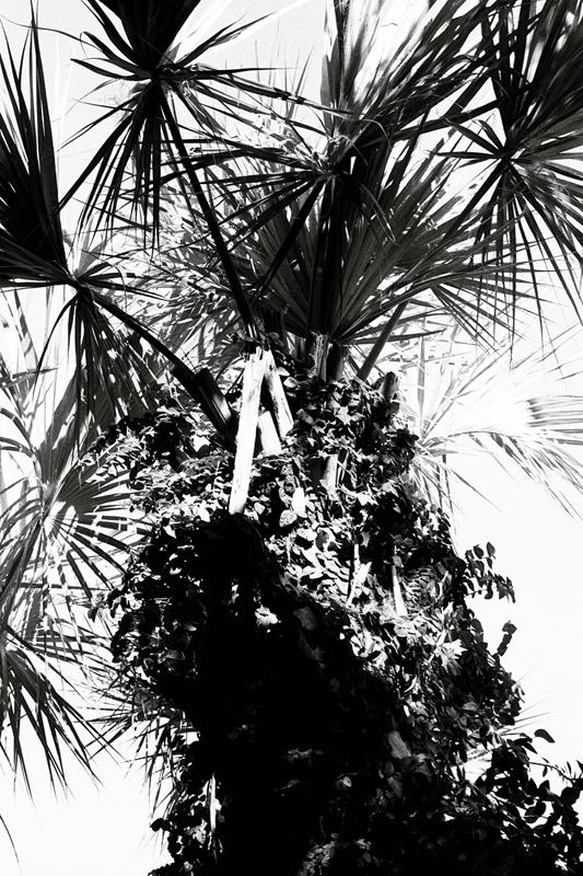 Ivy Palm by photogal on DeviantArt