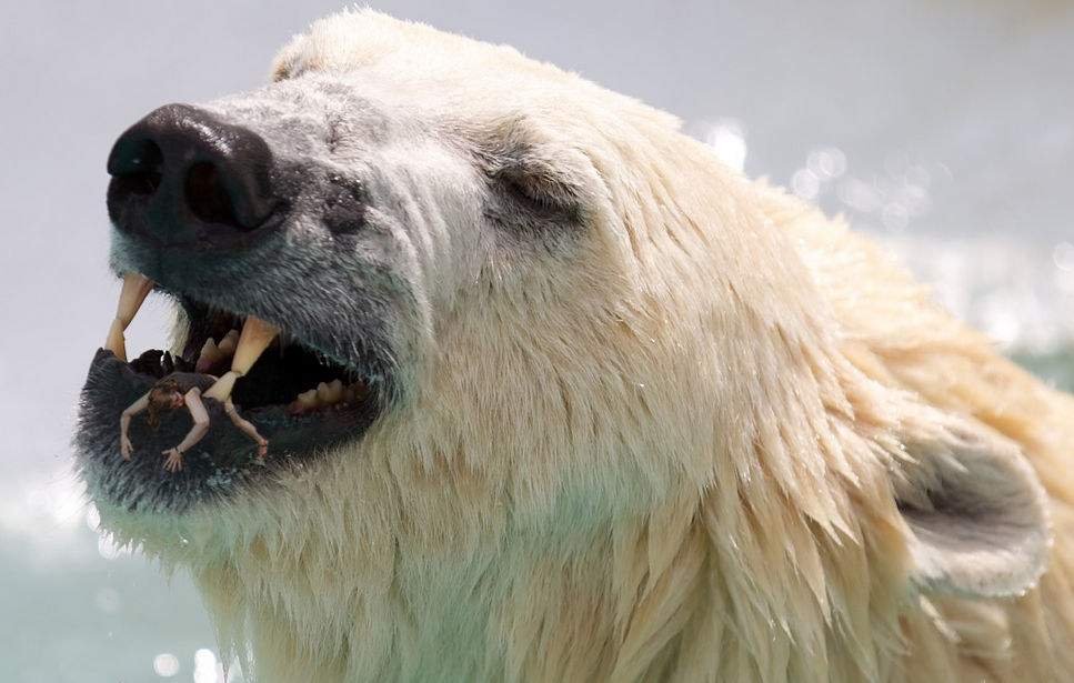 Polar Bear Vore By Ashikyodai On Deviantart