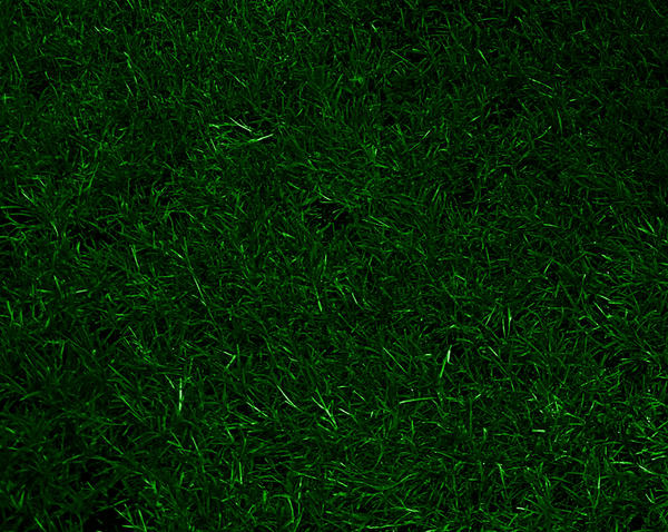 Dark Grass Wallpaper By Lookingglassart On Deviantart