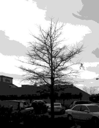 Trees of DOOM 2 by hardCOREY on DeviantArt