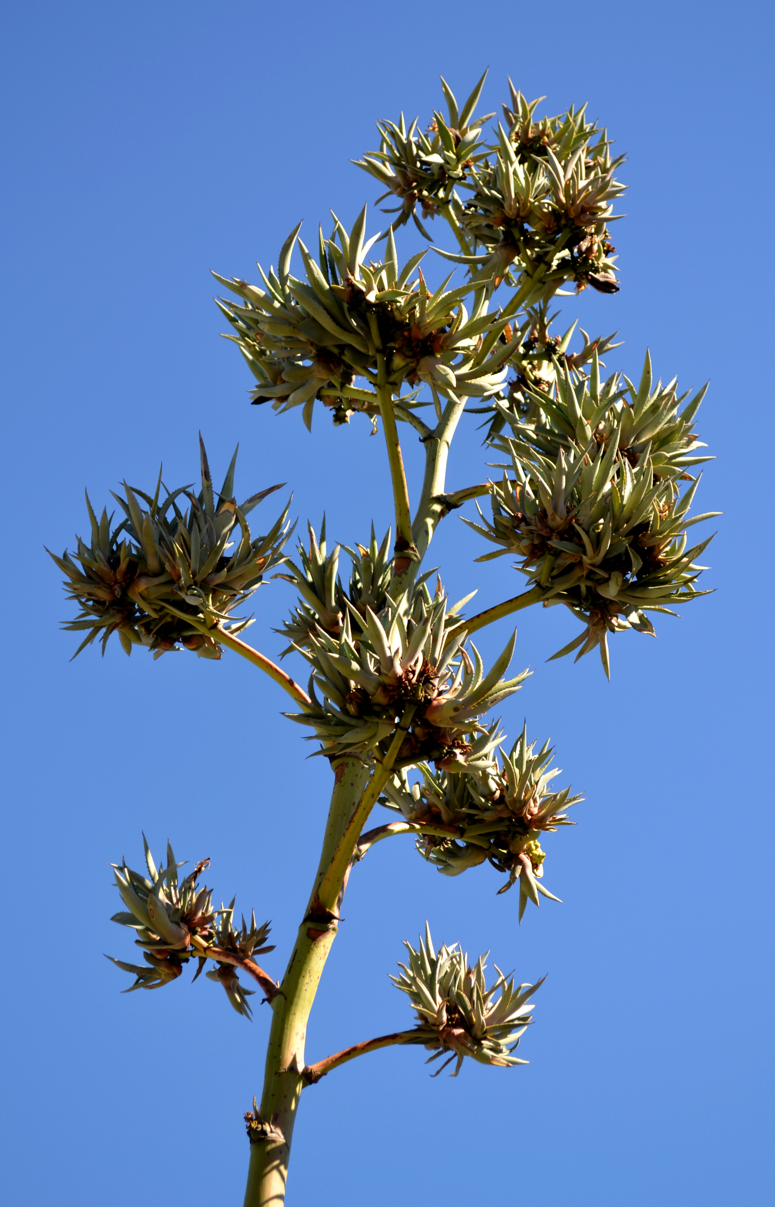 Agave Murpheyi Hohokam Agave By Wondrousbutstrange On Deviantart