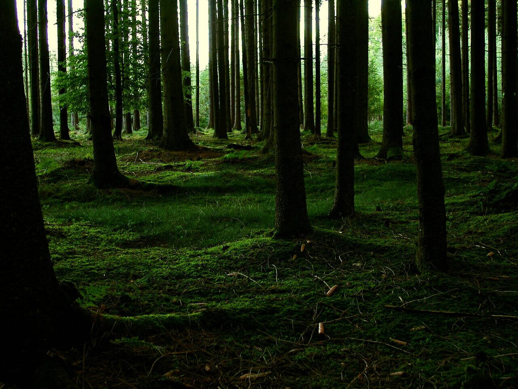 ManaXmomo-Forest one by stocks-by-manaXmomo on DeviantArt ManaXmomo-Forest one by stocks-by-manaXmomo on DeviantArt