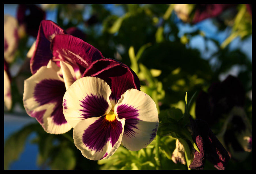violets at sunset .2 by photolov3r on DeviantArt
