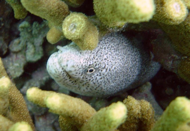 SnowFlake Eel by IsabellaDiFirenze on DeviantArt