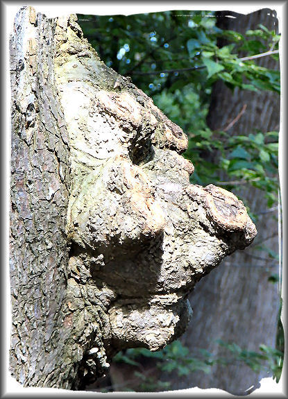 Old Woman Of The tree by mdandree on DeviantArt