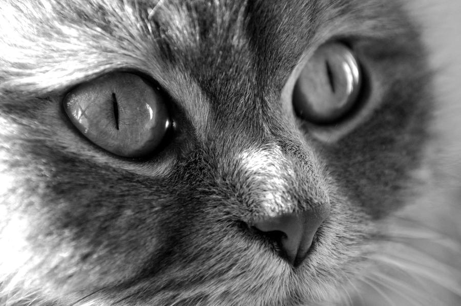 Nipsy1 By Ala82 On Deviantart