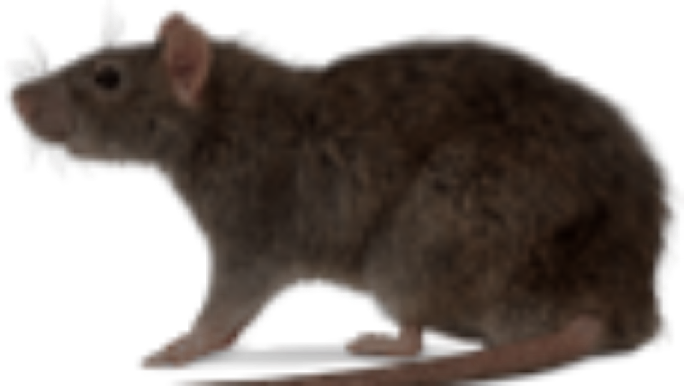 Rat Png By Gavin53zan On Deviantart