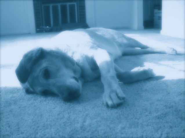 A Blue Dog Day by Real-Horrorshow on DeviantArt