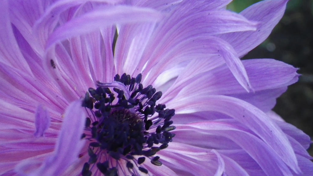 Violet Dream By Chrissice On Deviantart