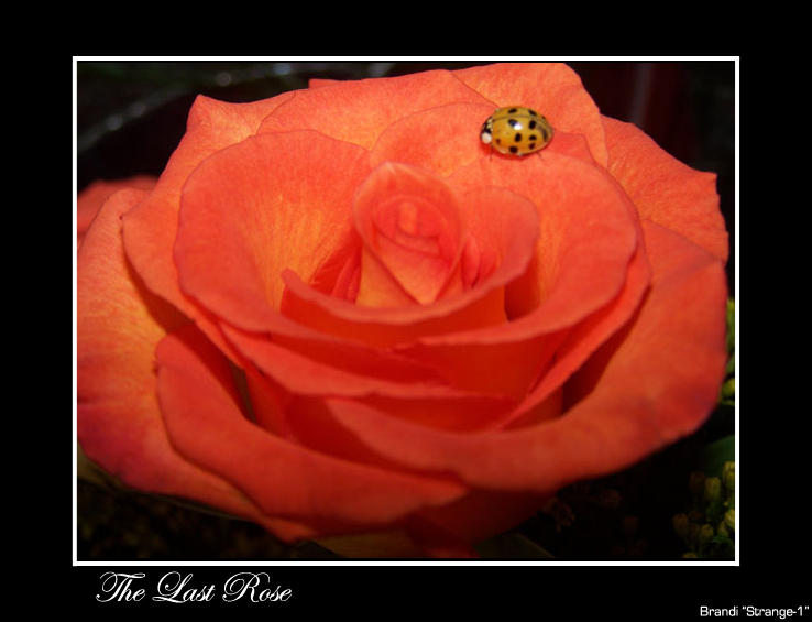 The Last Rose by brandimillerart on DeviantArt