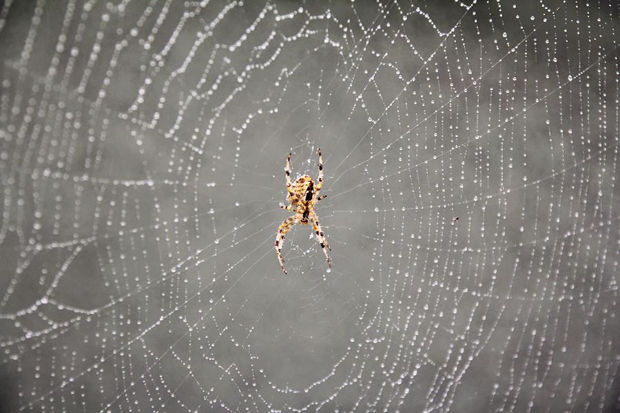 Spider Pearls By Mijagiphotography On Deviantart