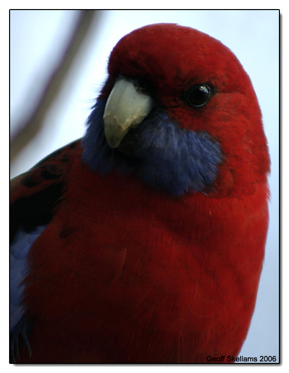 G'day Tiger by Eynowd on DeviantArt