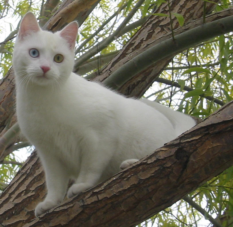 One Blue One Green Eye by mezamashii on DeviantArt