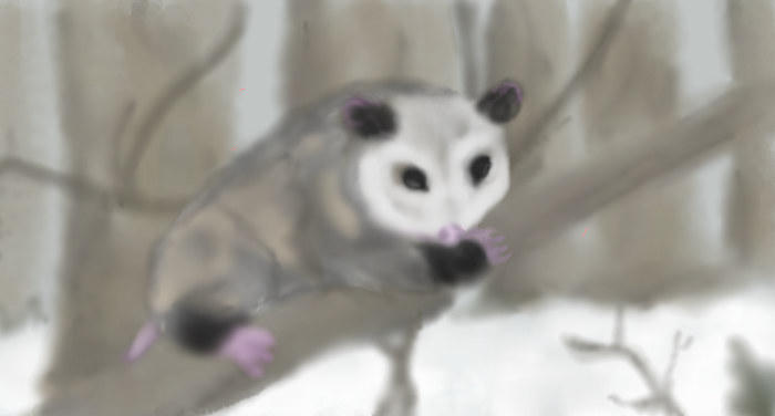 Possums Are Cool By Whattheflup On Deviantart