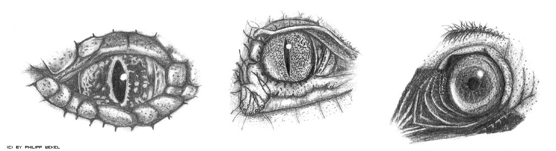 how to draw a realistic animal eye