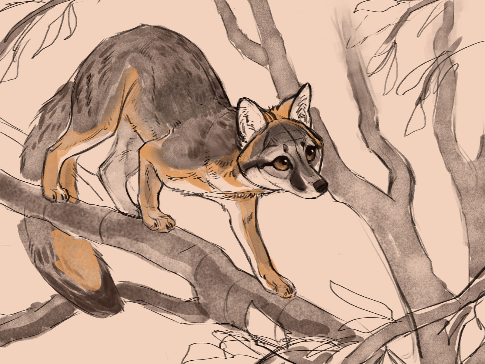 Grey Fox Wip By Alexpahomov On Deviantart