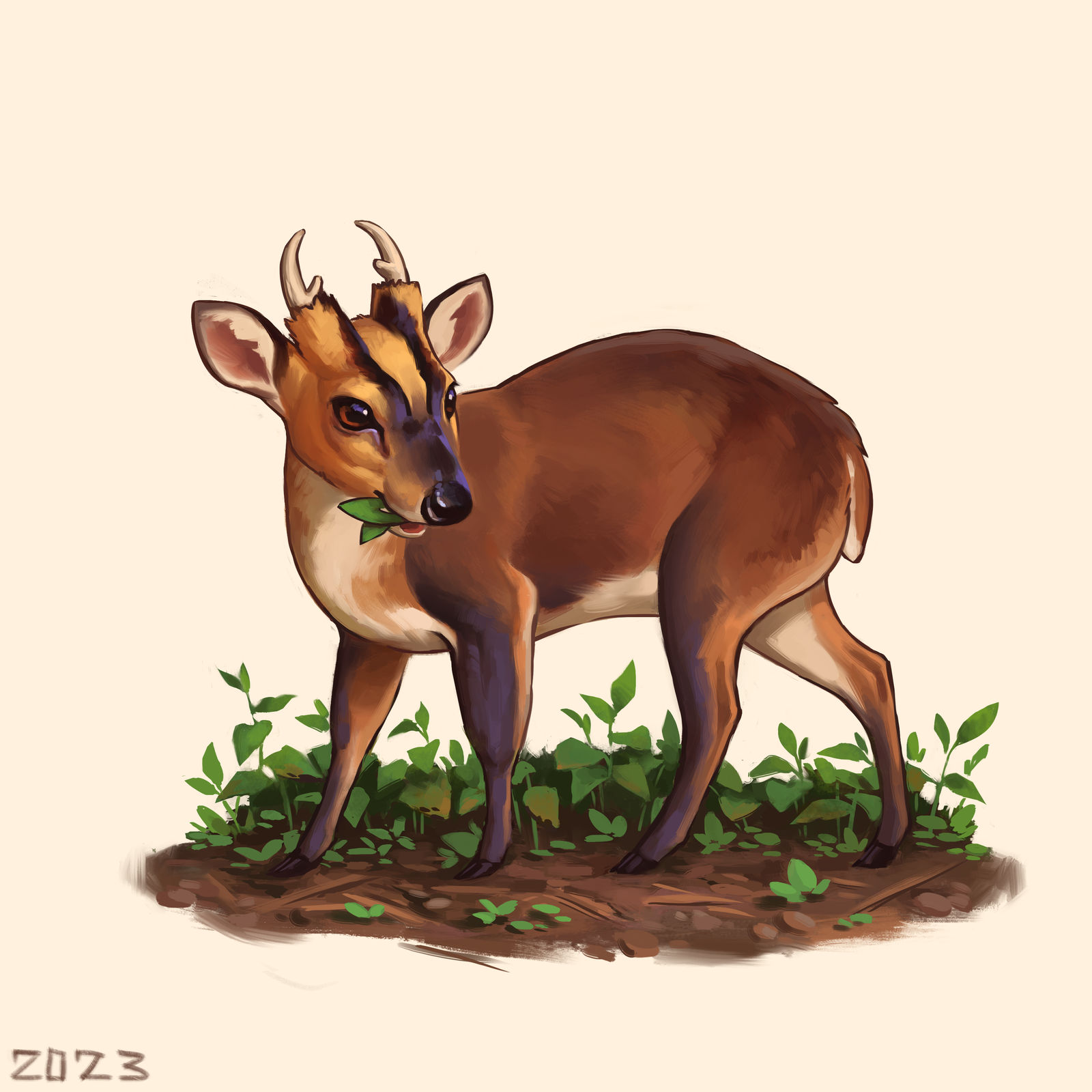 Reeves s Muntjac By AlexPahomov On DeviantArt reeves-s-muntjac-by-alexpahomov-on-deviantart