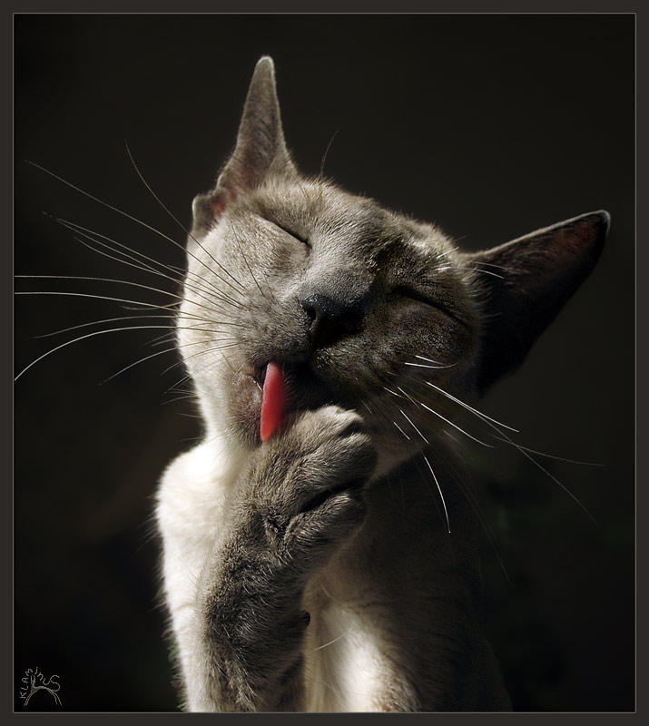 Sweet paw by klaminus on DeviantArt