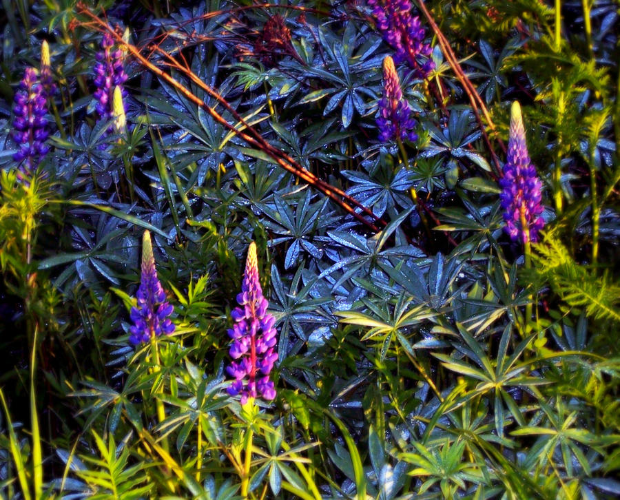 Ooh Pretty Flower By Phoenix132639 On Deviantart