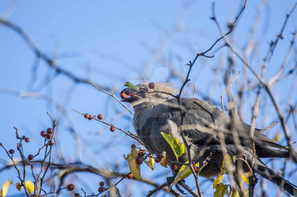 Grey Lourie By Raymondjohngerber On Deviantart