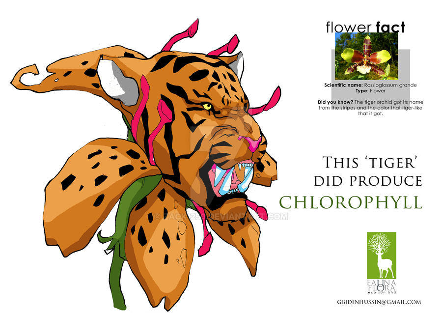 Tiger Orchid By Zack1250 On Deviantart