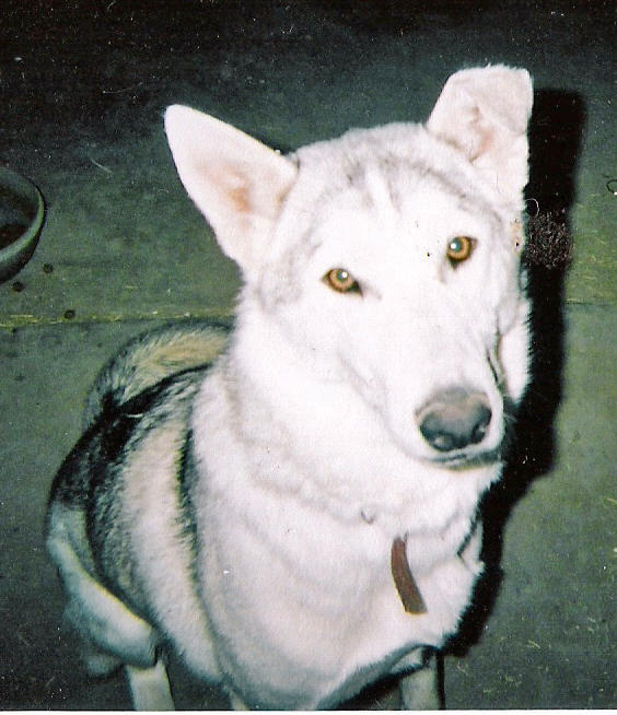 Silver Pose by Roswalien on DeviantArt