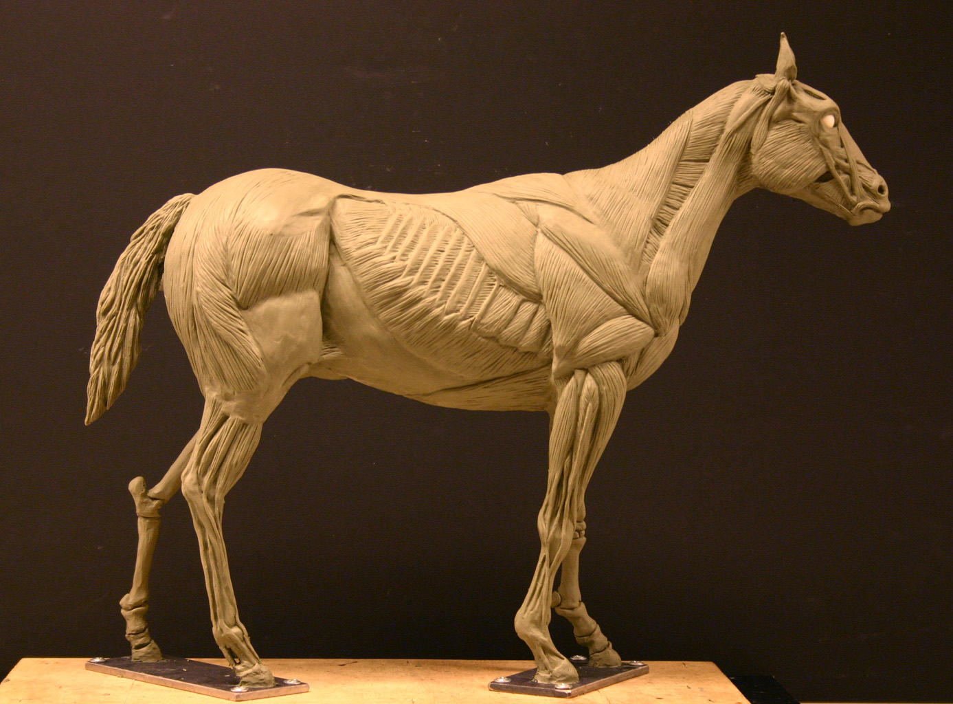 Horse Ecorche - Day 15 by aerie- on DeviantArt