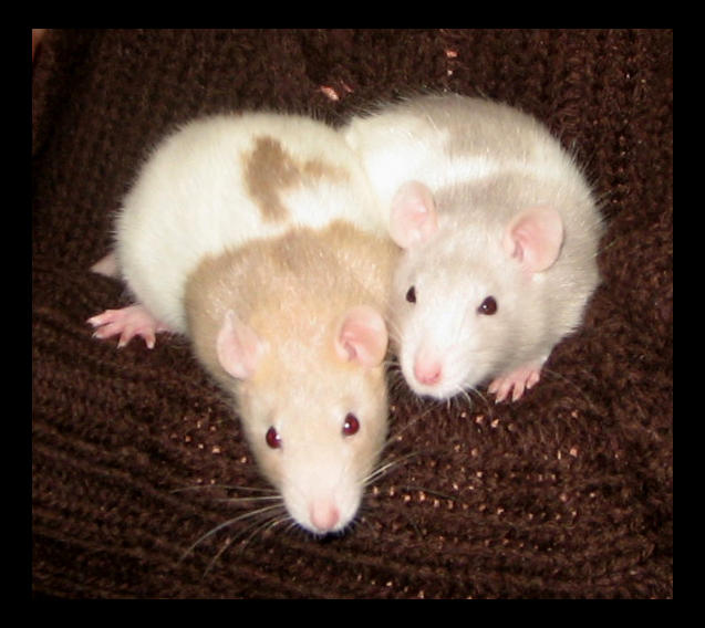 Ratties by ChAzZeH on DeviantArt