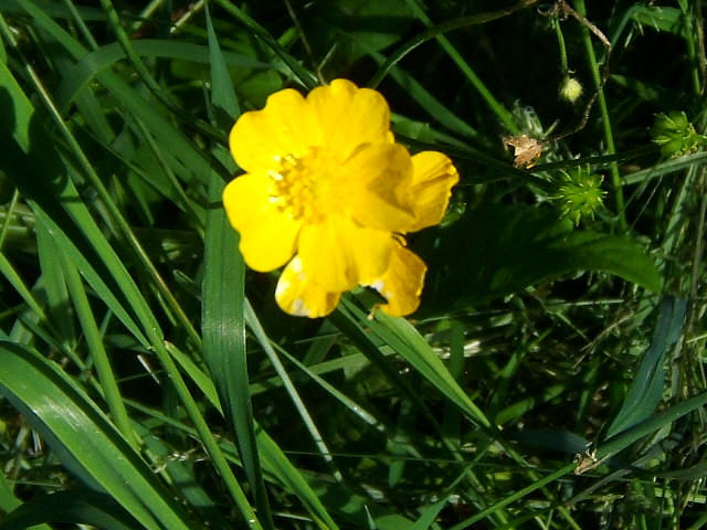 Buttercup by EmbersFall on DeviantArt