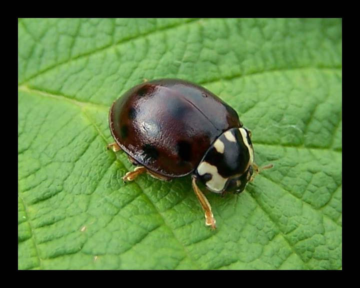 maroon ladybug by WeirdBugLady on DeviantArt