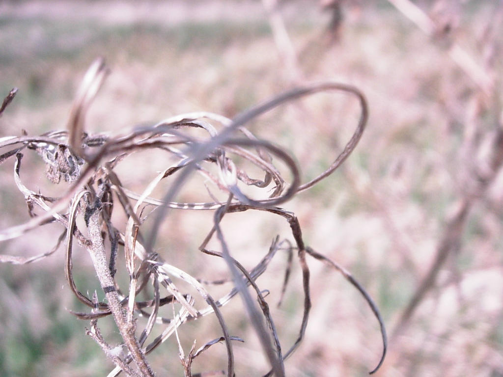 Tangleweed II by elliebell on DeviantArt