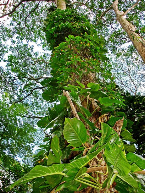 Tropical vines by joeyartist on DeviantArt