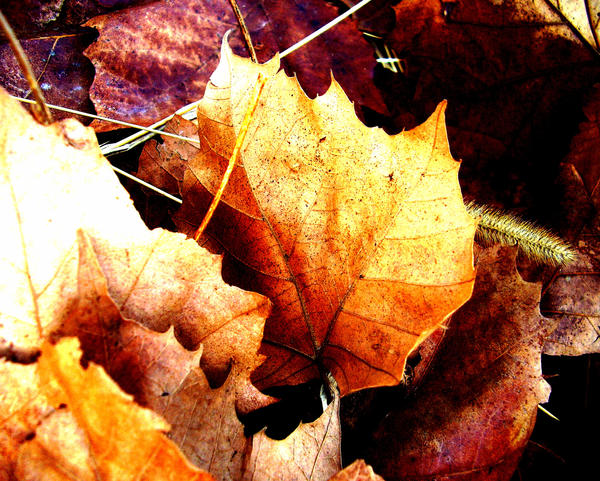Old leaves by jpasco on DeviantArt
