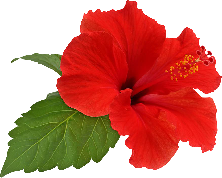 Hibiscus-flower-bloom by hrtddy on DeviantArt Hibiscus-flower-bloom by hrtddy on DeviantArt