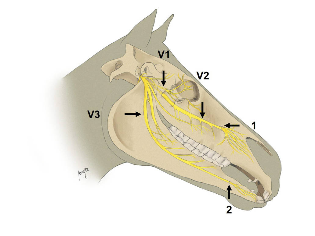 Horse trigeminal nerve by Syonn on DeviantArt Horse trigeminal nerve by Syonn on DeviantArt