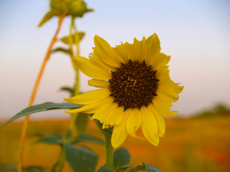 Sunset Sunflower by XVIICreed on DeviantArt