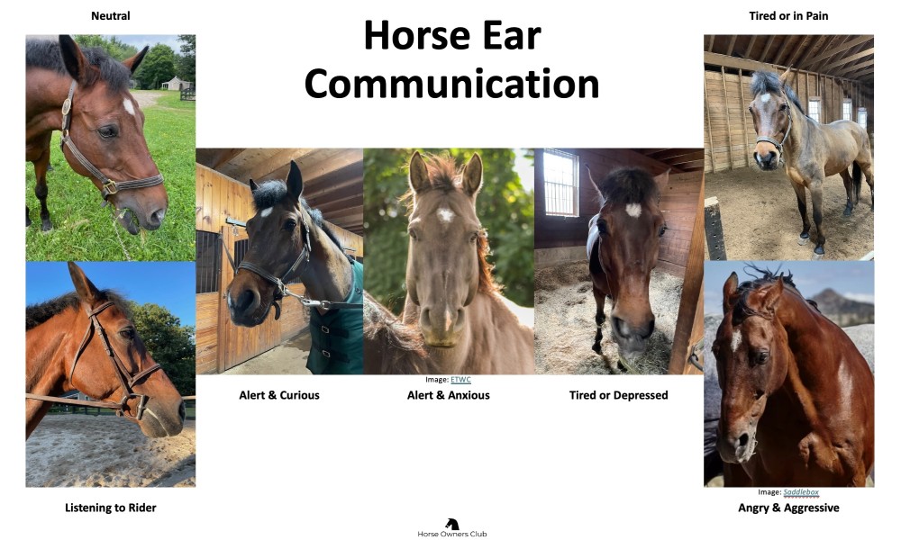 Horse Body Language Chart Horse Body Language Chart