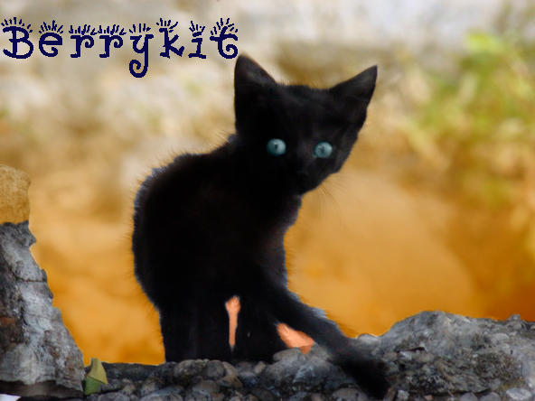 Berrykit By Xxclovahh On Deviantart