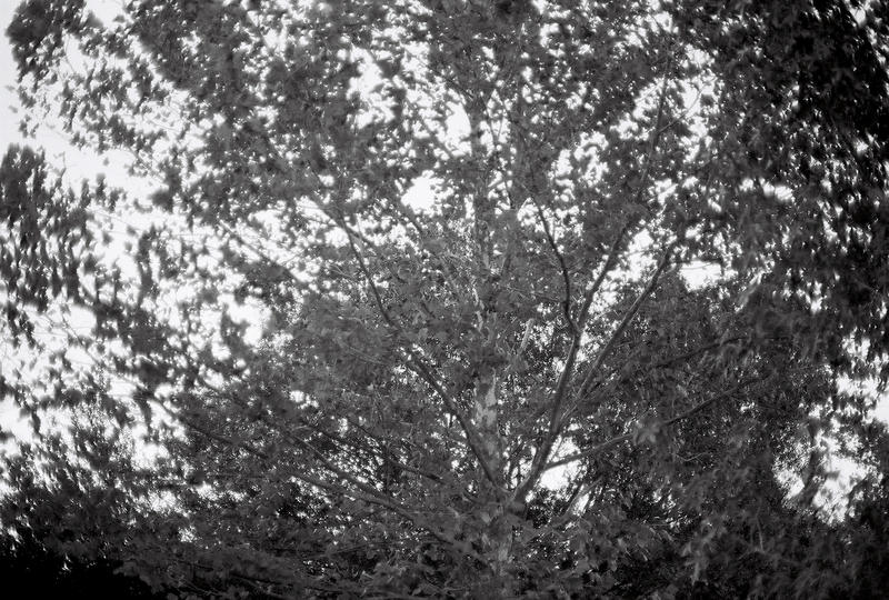 Branching out 2... by akidnamedtyler on DeviantArt