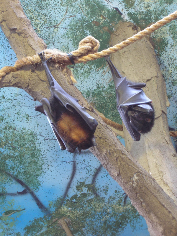 Hanging Bats by DustedRose on DeviantArt