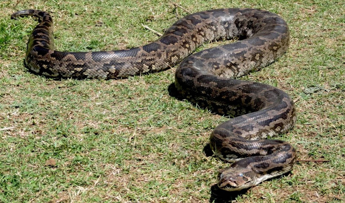 Indian Rock Python By Lordofthejungle99 On Deviantart