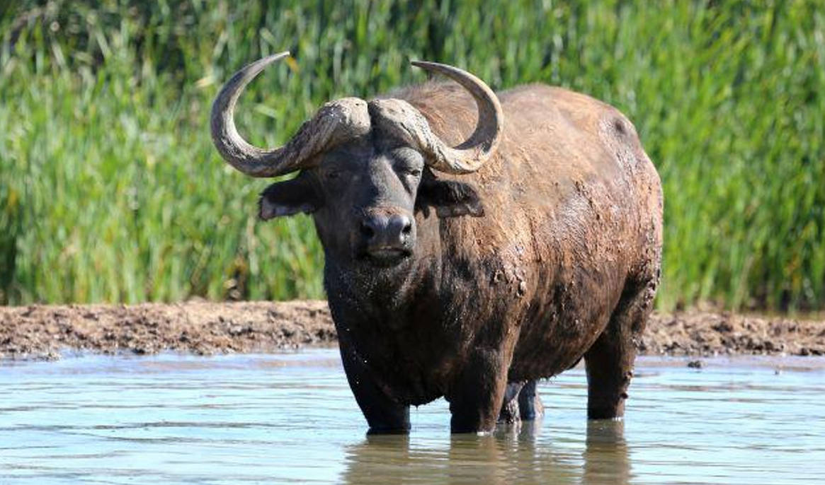 African Water Buffalo By Lordofthejungle99 On Deviantart