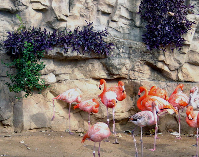 Flaming Flamingos by kemper on DeviantArt