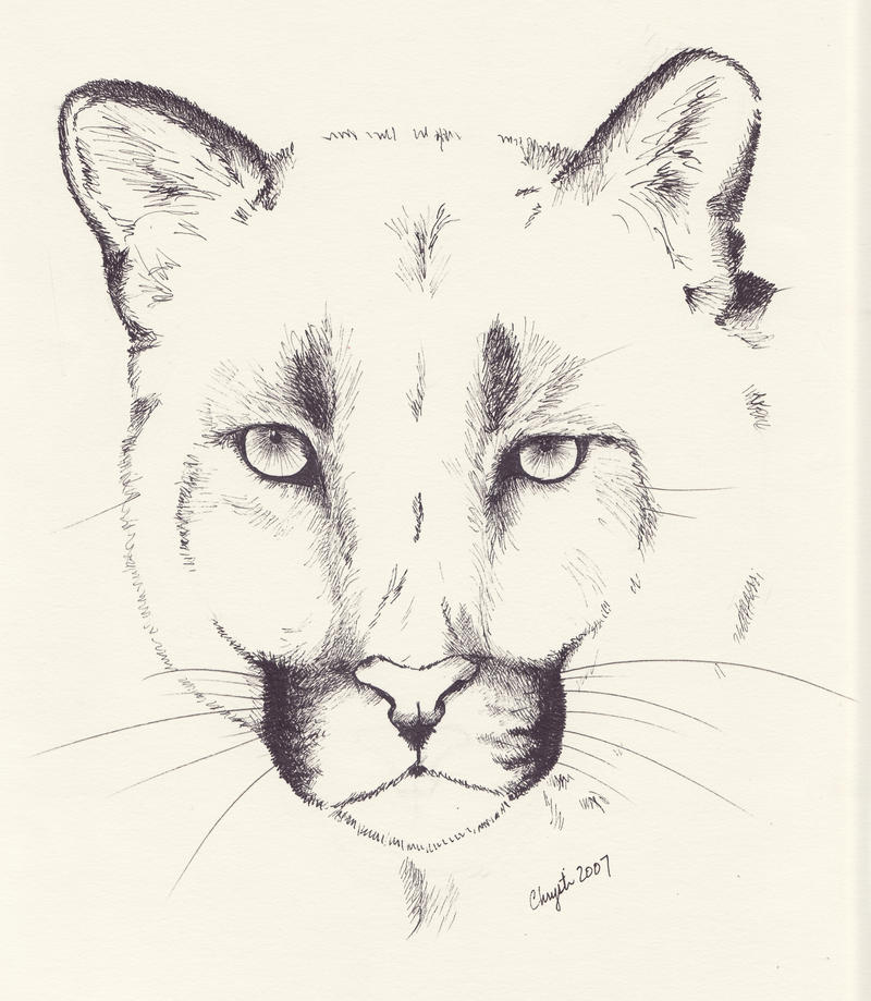 Mountain Lion by Obscuri on DeviantArt