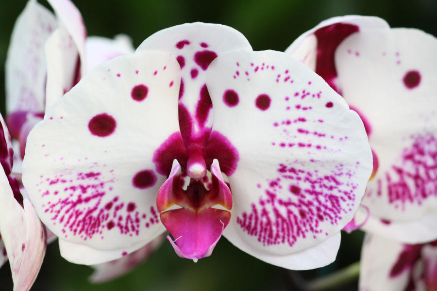White And Pink Orchid By Casper1830 On Deviantart